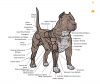 Pitbull Muscle Groups: The Muscle Anatomy Of Pitbulls