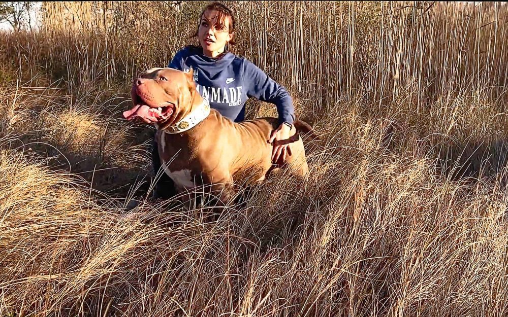 What Is A Red Nose Dog