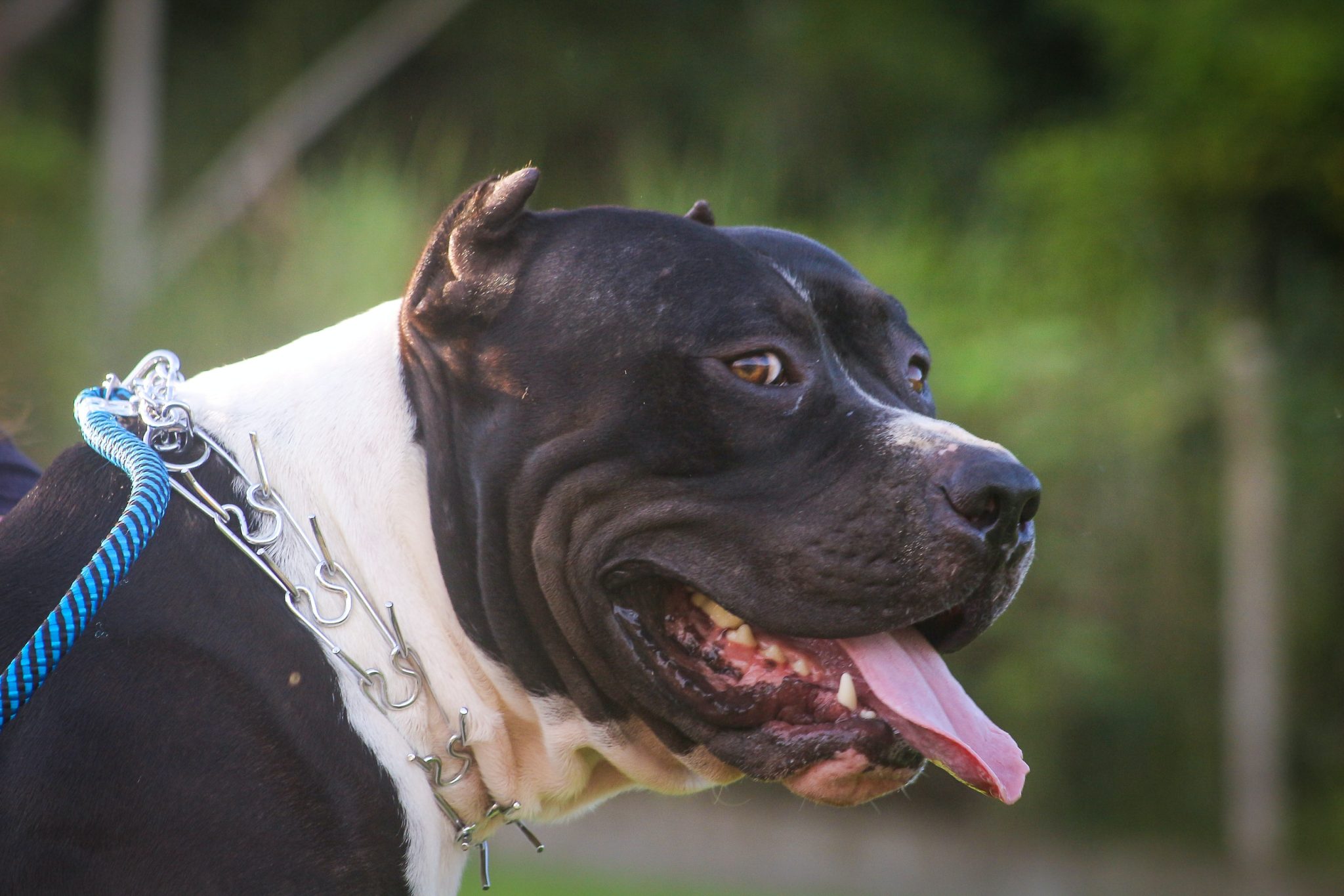 6 Common Pitbull Health Issues And What You Can Do About Them