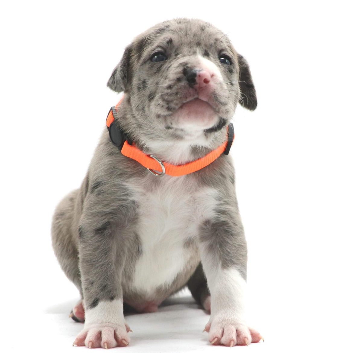 Pitbull Puppies For Sale in Idaho - Manmade Kennels XL Pit Bulls
