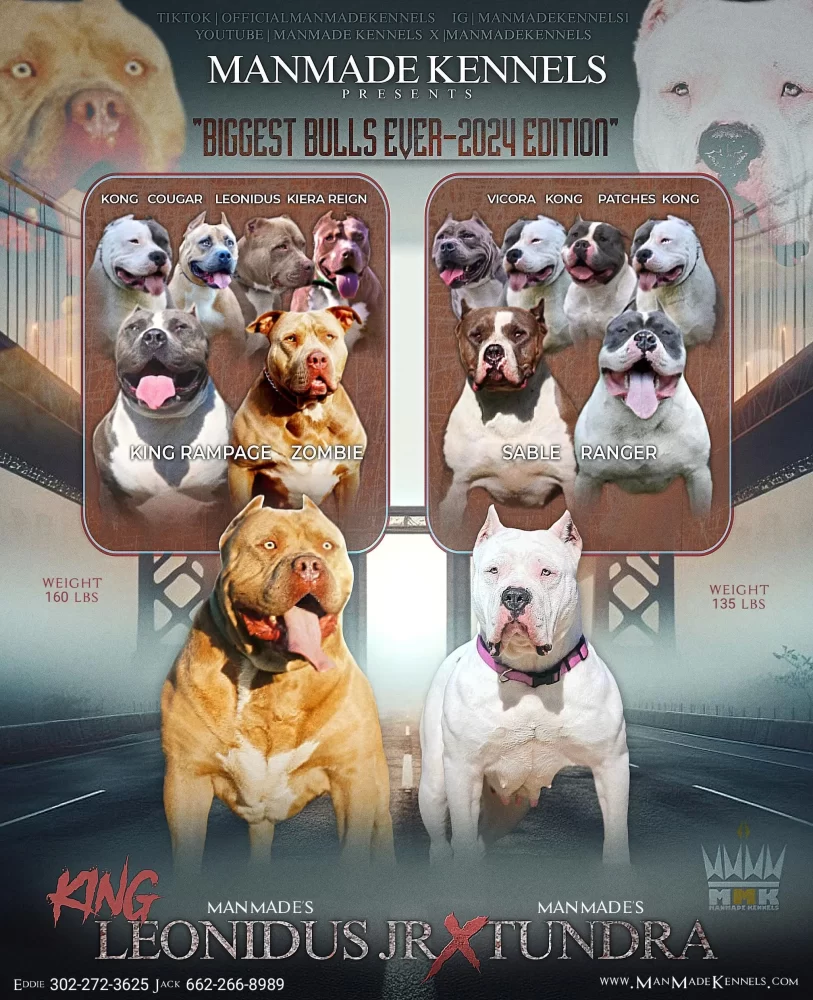 Pitbull Breeder | Manmade Kennels - Best Pitbull Breeders