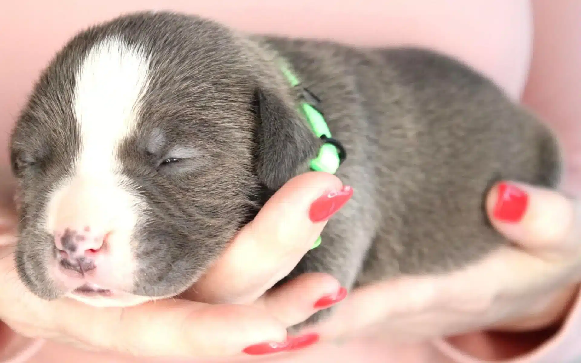 Pitbull Puppies For Sale - Manmade Kennels XL Pitbulls