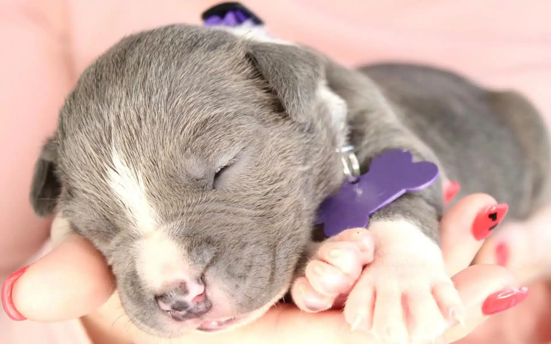 Pitbull Puppies For Sale - Manmade Kennels XL Pitbulls