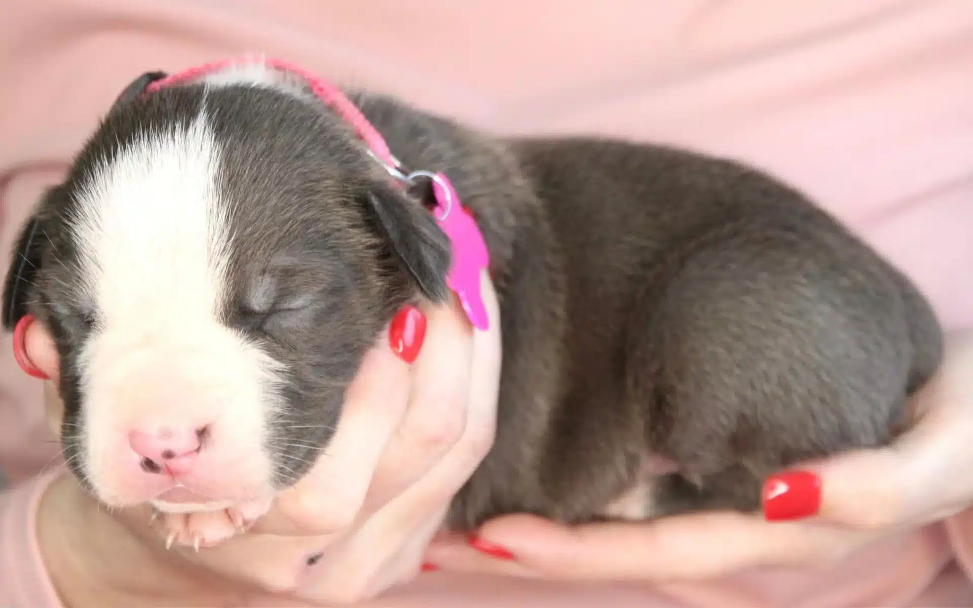 Pitbull Puppies For Sale - Manmade Kennels XL Pitbulls