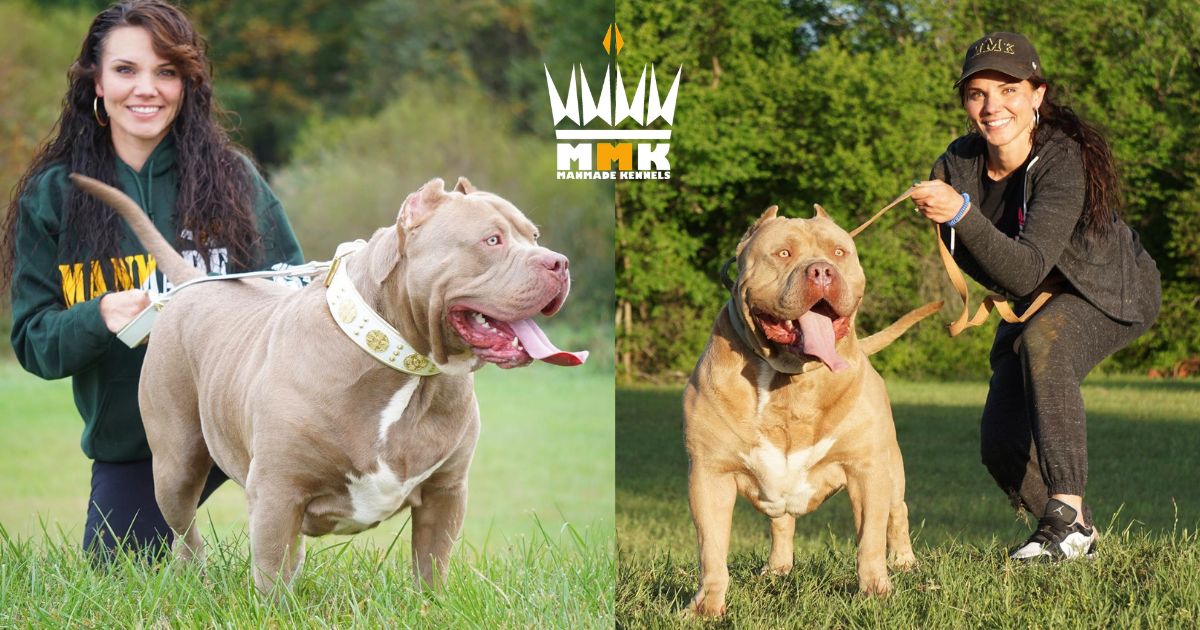 Blue Nose Pitbull Puppies For Sale - Manmade Kennels XL Pitbulls