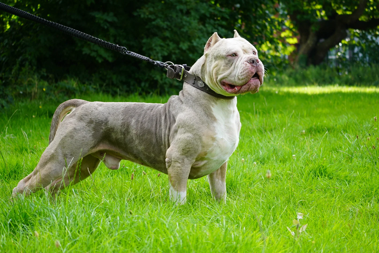 Discover Everything Amazing About The Merle Pitbull Puppies - Manmade ...