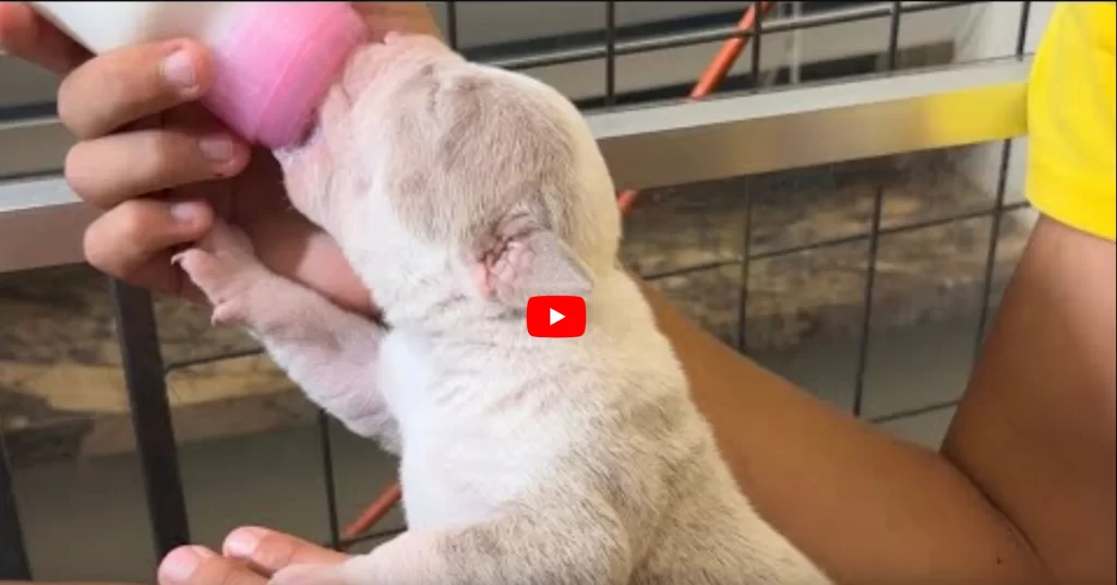 What To Do If A Mother Dog Is Not Producing Milk. - Manmade Kennels XL ...