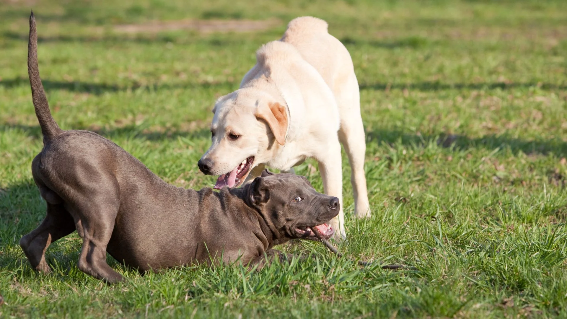 Is My Dog Gay? Debunking Myths About Dog Sexuality - Manmade Kennels XL ...