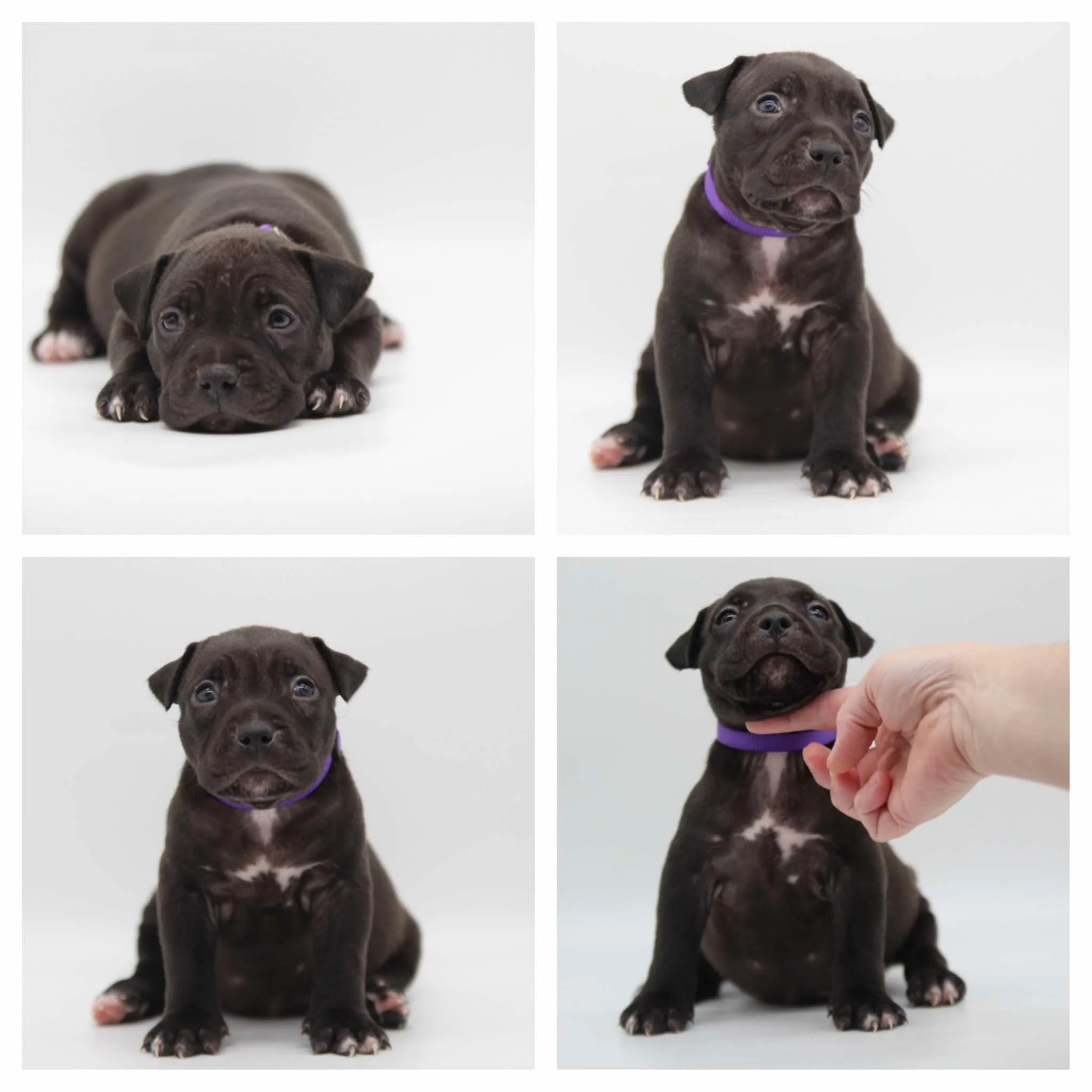 Pitbull Puppies For Sale In California - Manmade Kennels XL Pit Bulls