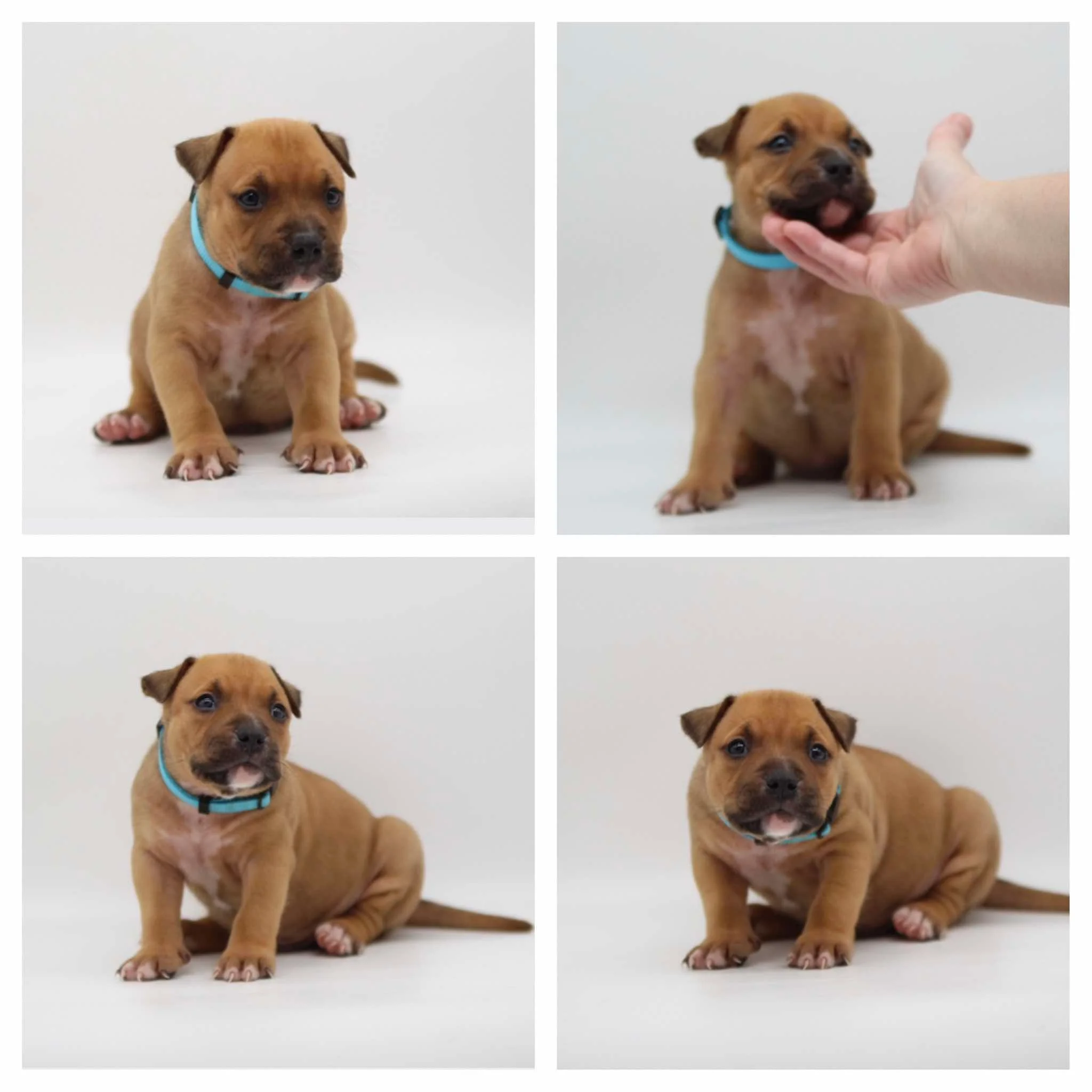 Pitbull Puppies For Sale In California - Manmade Kennels XL Pit Bulls