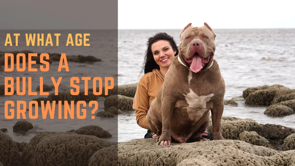 American Bully Growth Chart: How Big Can Your Bully Grow?