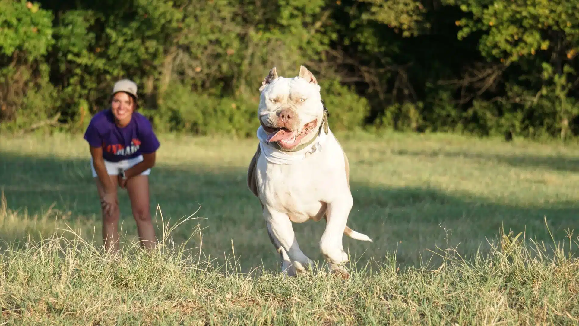 How To Start A Pitbull Bloodline: A Complete Guide